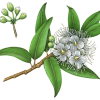 CÔNG DỤNG THẦN KỲ CỦA CHANH SIM (LEMON MYRTLE)